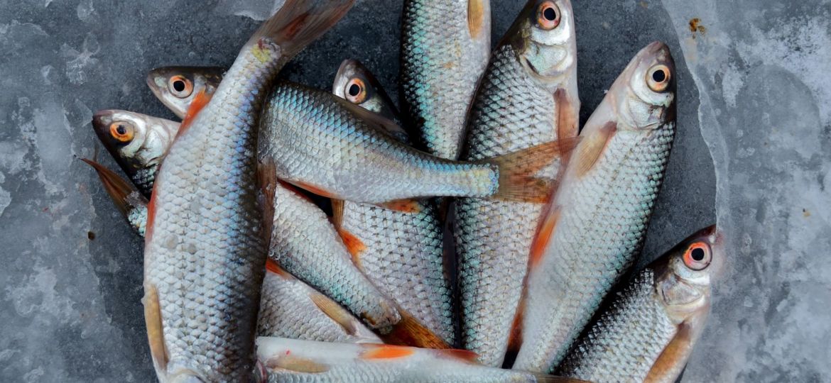 Descubra os peixes mais seguros pelos seus baixos níveis de mercúrio