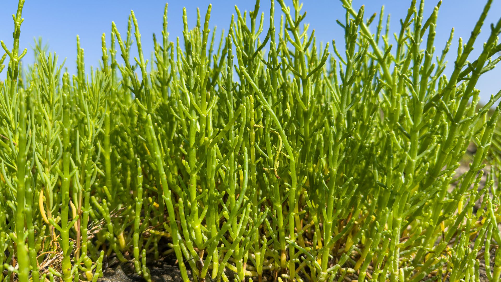 Estudo nacional mostra que consumir sal de sarcocórnia (sal verde) pode ...